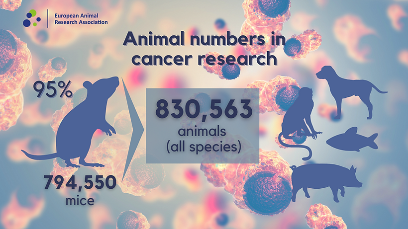 Why are animals used in cancer research?